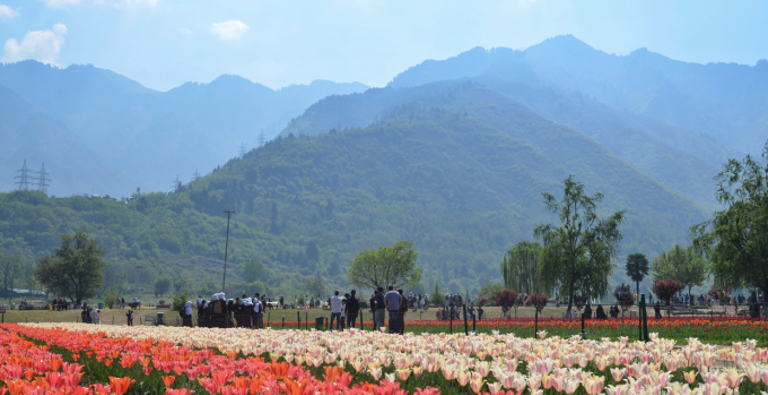 A Short History of Tulips